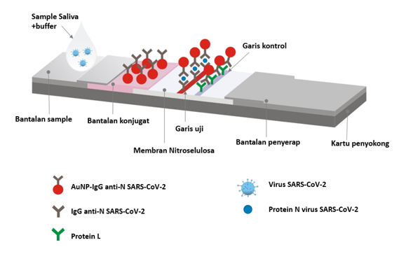 Update: Current work – Biomolekul Data Sains (BIOMODS)