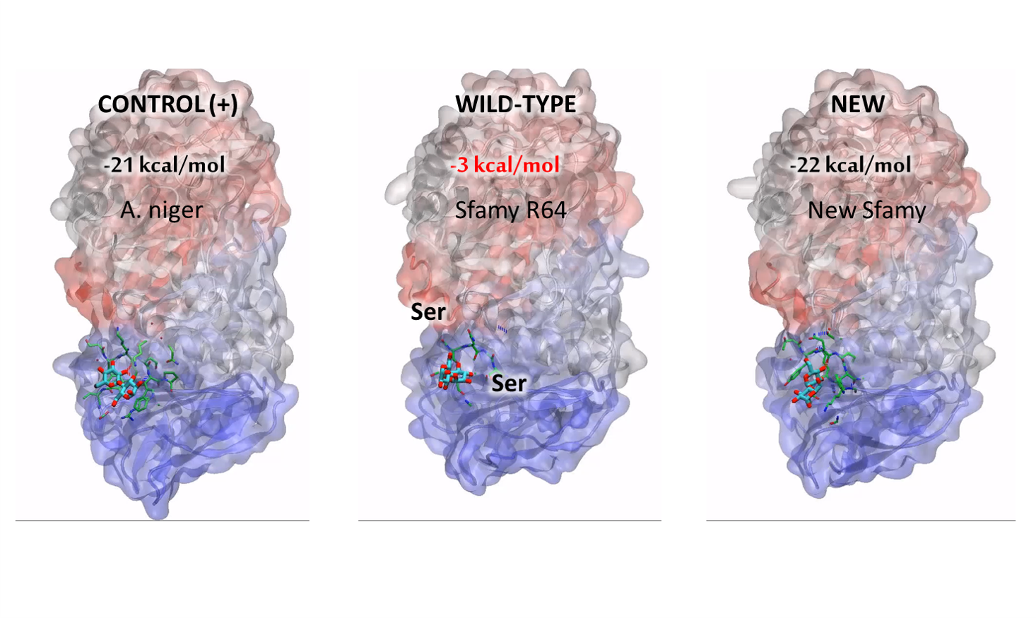 Enzim Amylase – Biomolekul Data Sains (BIOMODS)
